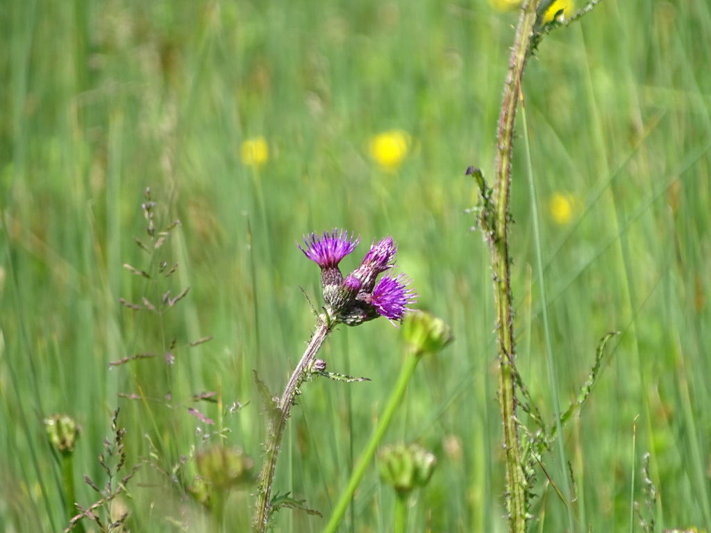 Marsh Thistle from 73190 La Thuile, France on June 10, 2021 at 01:56 PM by ferlay myriam ...