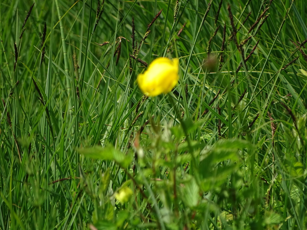 European Globeflower from 73190 La Thuile, France on June 10, 2021 at 02:01 PM by ferlay myriam ...