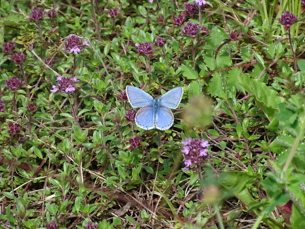 Adonis Blue from 73190 La Thuile, France on June 10, 2021 at 10:29 AM by ferlay myriam · iNaturalist