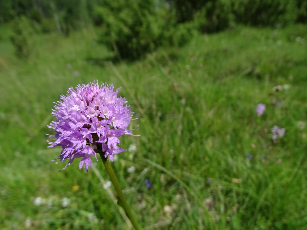 Globe-flowered Orchid from 73190 La Thuile, France on June 10, 2021 at 11:26 AM by ferlay myriam ...