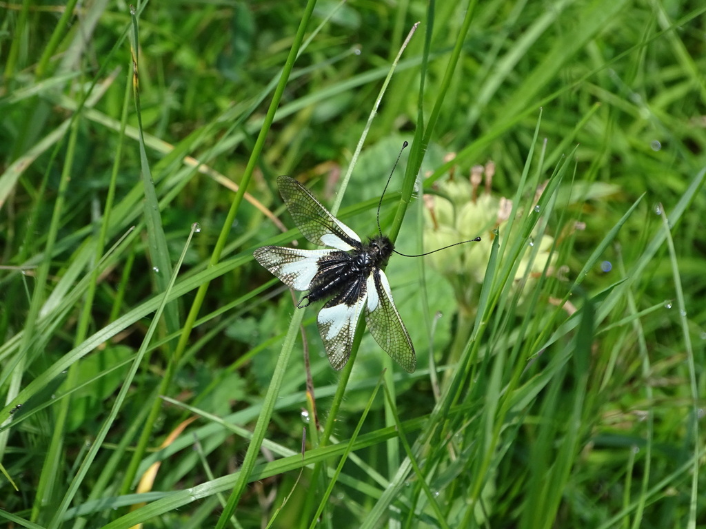 Owly Sulphur from 73190 La Thuile, France on June 10, 2021 at 11:41 AM by ferlay myriam ...