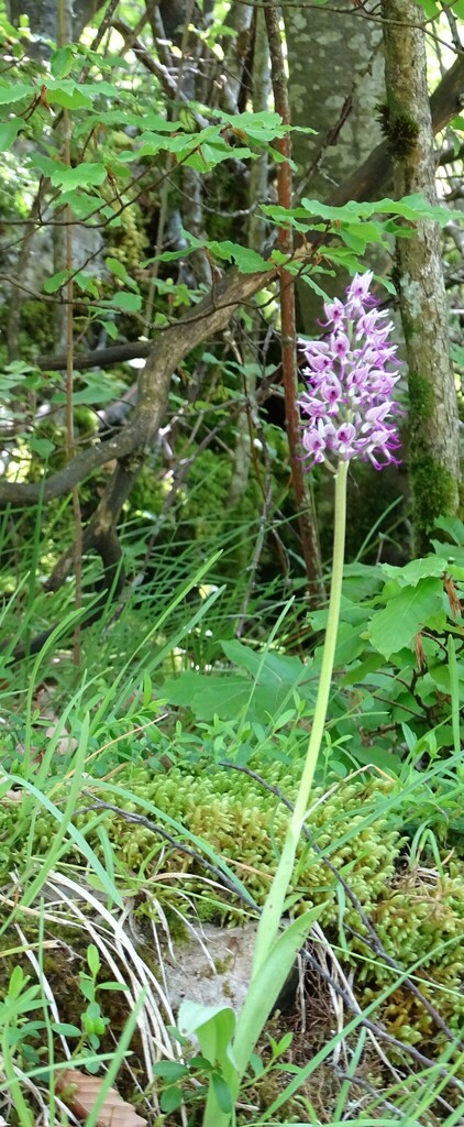 Monkey Orchid from 73190 La Thuile, France on June 10, 2021 at 12:05 PM by ferlay myriam ...