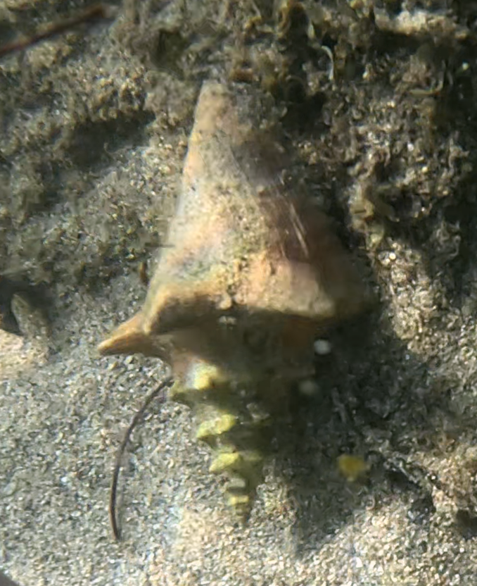 Queen Conch from Puerta de Tierra, San Juan, Puerto Rico on November 29 ...