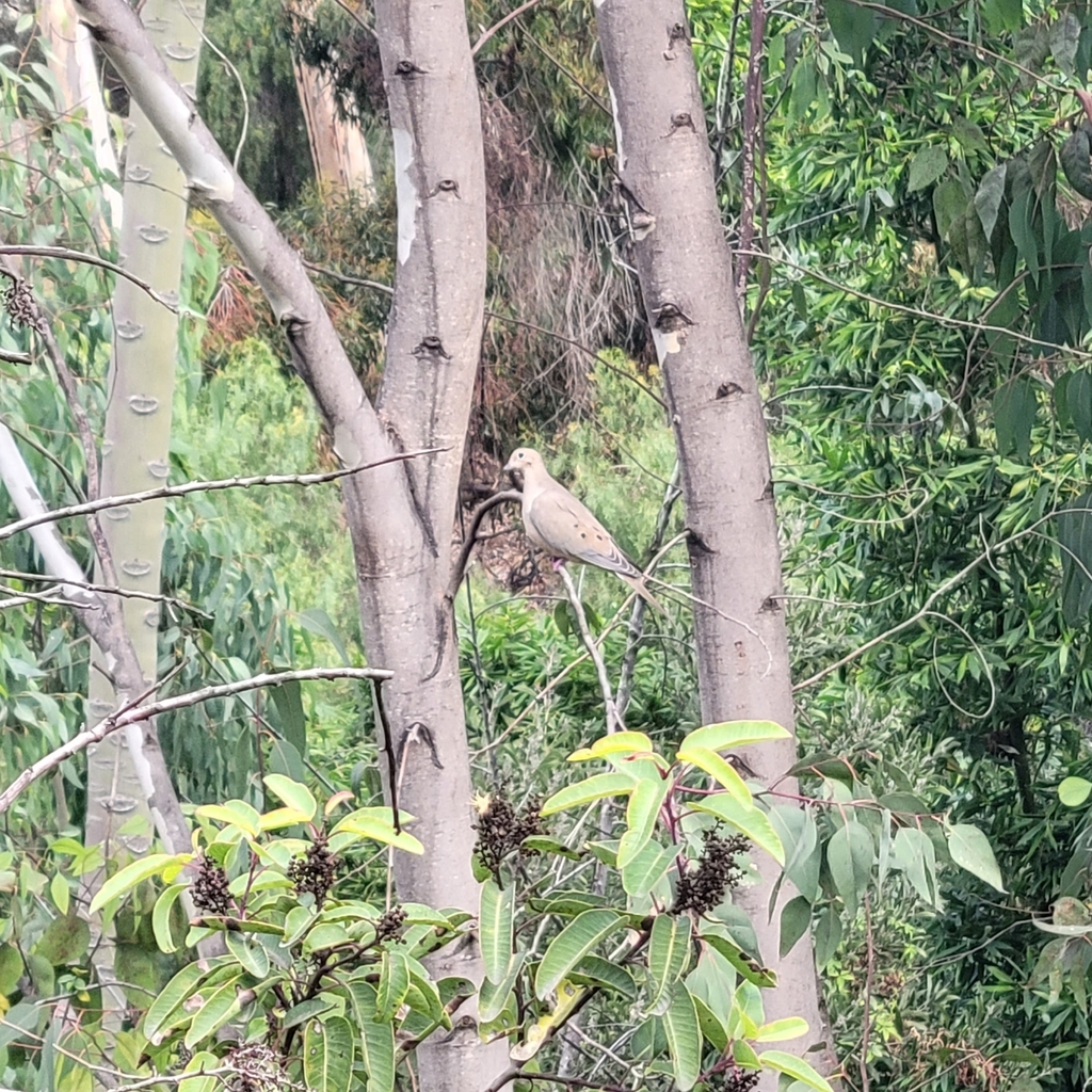 Mourning Dove from Park Blvd & Zoo Pl, San Diego, CA 92104, USA on ...