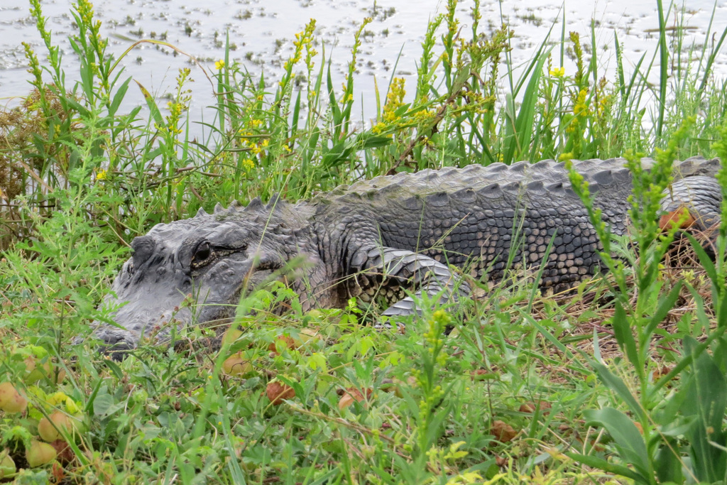 American Alligator from Chambers County, TX, USA on November 7, 2016 at ...