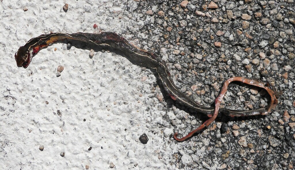 Striped Racer from Riverside County, CA, USA on September 13, 2012 at ...