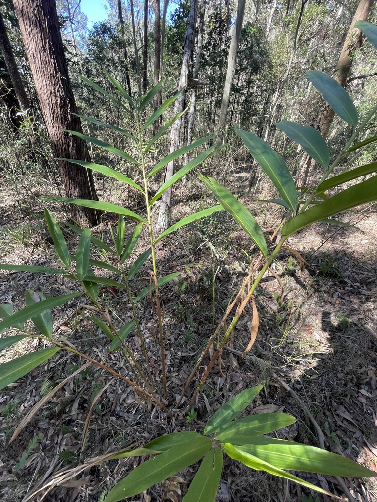 Native Ginger from Kimberley Forest Park, Shailer Park, QLD, AU on ...