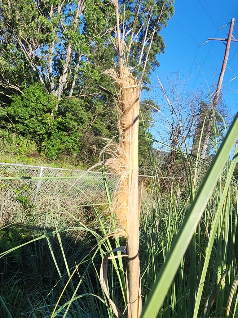 Pampas Grass from Narara NSW 2250, Australia on November 30, 2023 at 07 ...