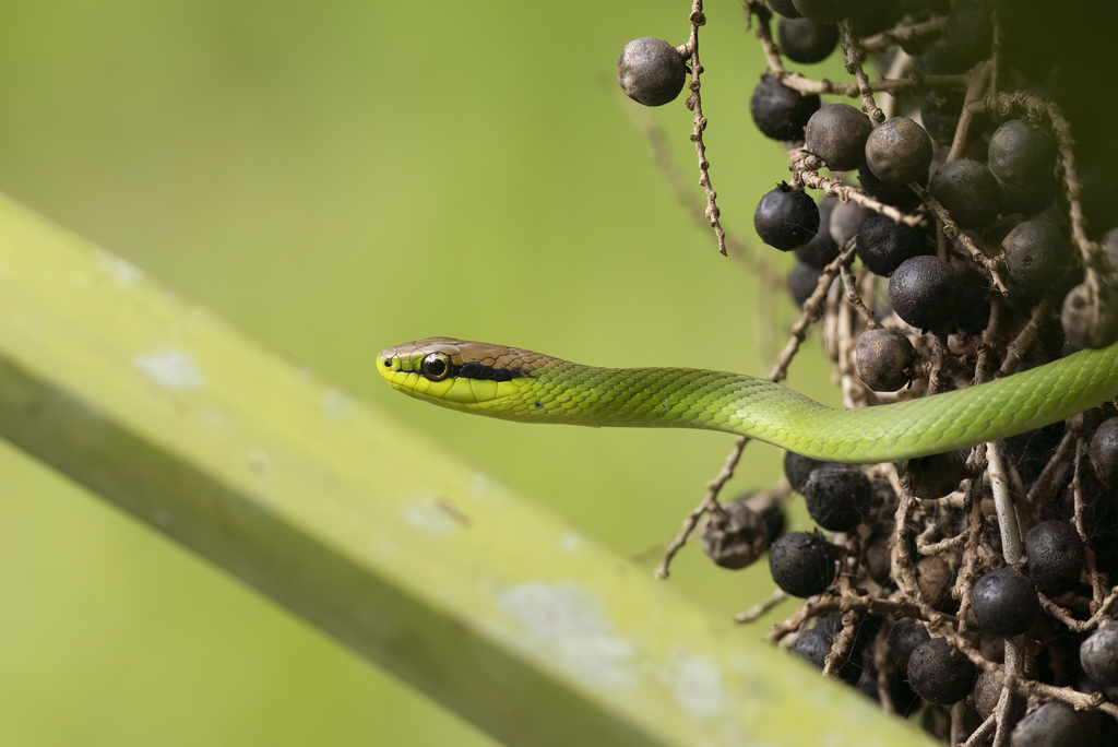 Lichtenstein's Green Racer from Linhares, ES, Brasil on November 26 ...