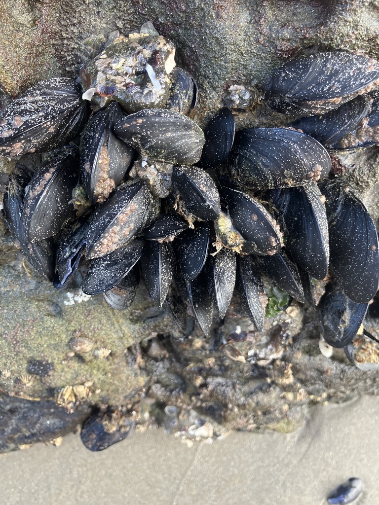 Black Mussels from Entrance Channel, Newport Beach, CA, US on November ...