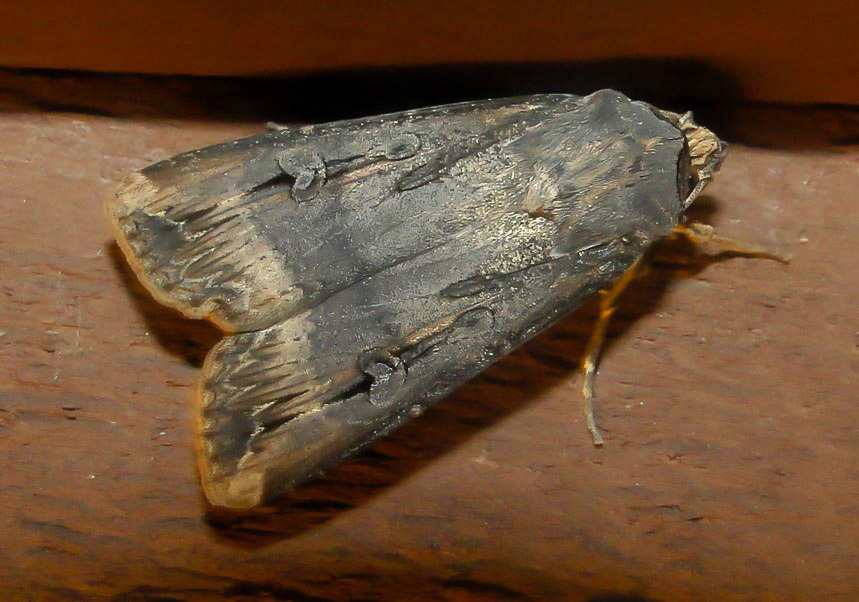 Ipsilon Dart Moth from Sidney, ME 04330, USA on October 10, 2017 at 10: ...