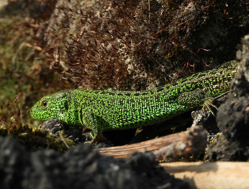 Sand Lizard from 07-230 Słopsk, Poland on May 20, 2023 at 04:45 PM by ...