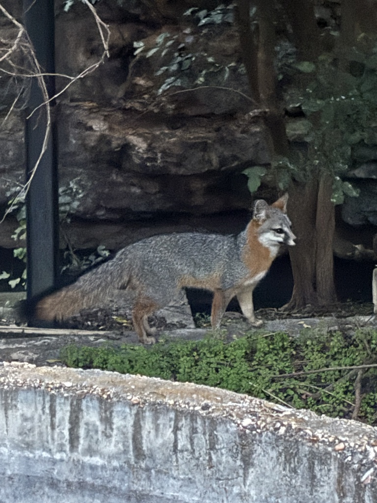 Gray Fox from Texas State University, San Marcos, TX, US on November 29 ...