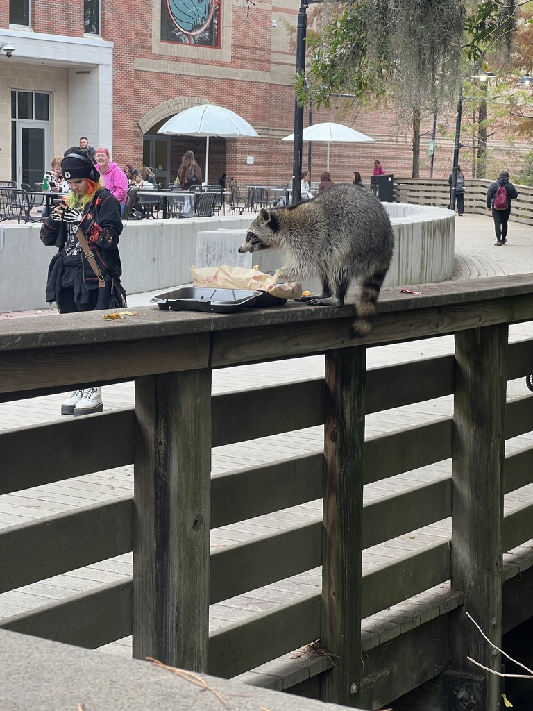 Common Raccoon from University of Central Florida, Orlando, FL, US on ...