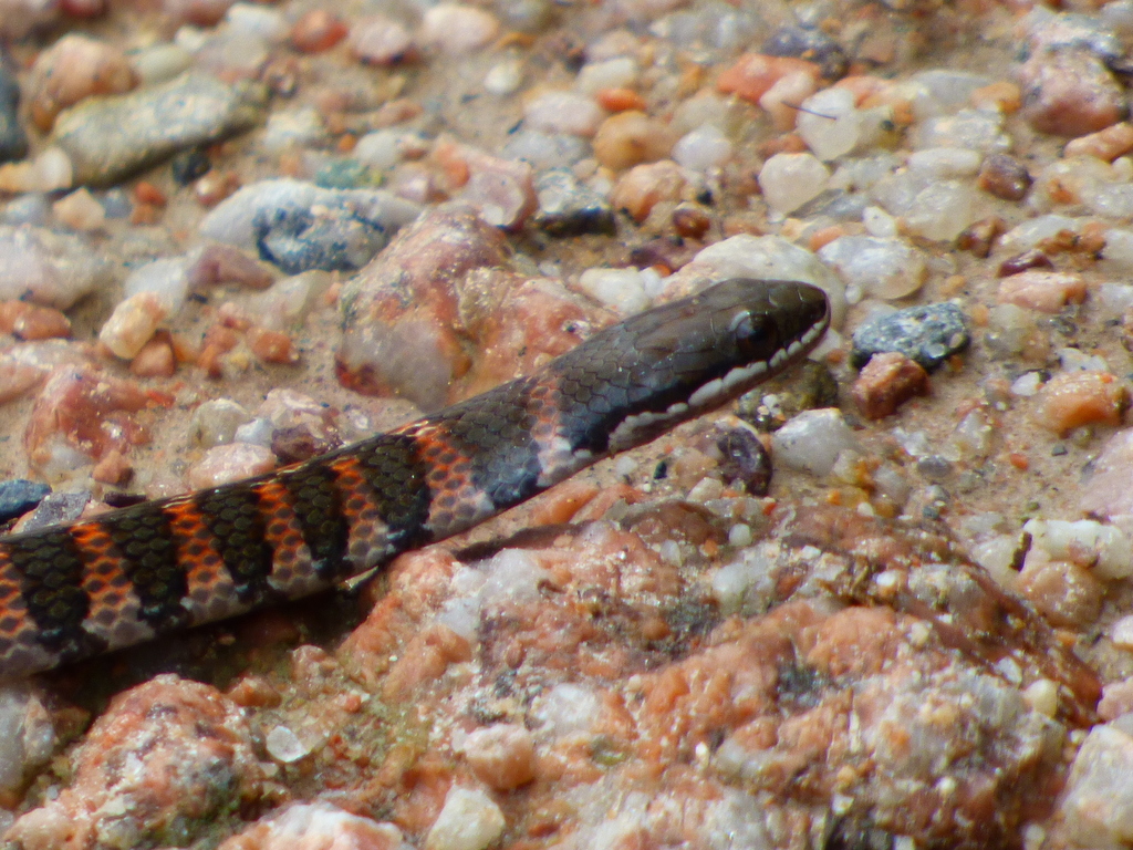 Coral Snake Mimics from El Tinco, Perú on November 26, 2023 at 10:45 AM ...