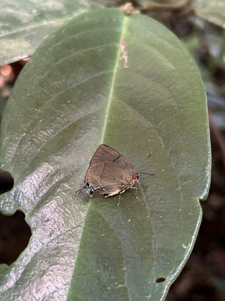 Bitias Hairstreak from Parque Nacional do Viruá, Caracaraí, RR, BR on ...