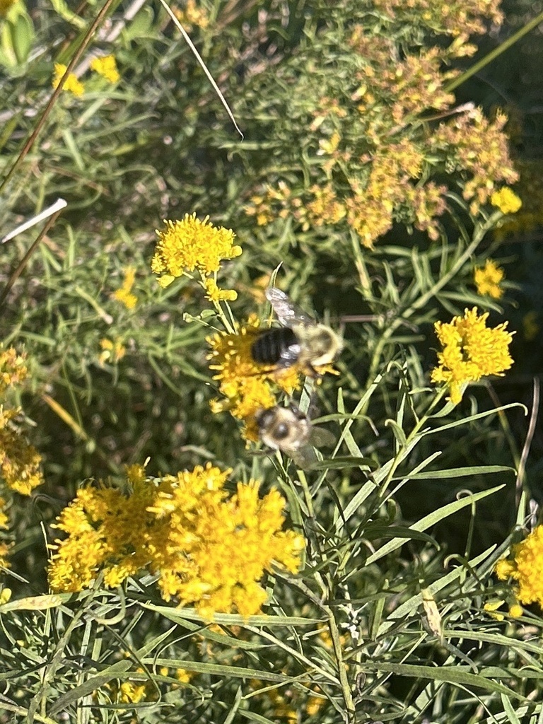 Common Eastern Bumble Bee from Rural West Ashley, Hollywood, SC, US on ...