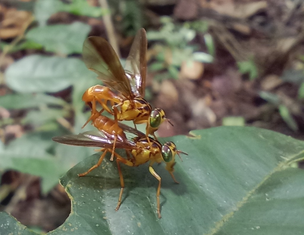Winged and Once-winged Insects from Portales Santa Isabel Manz 15 casa ...