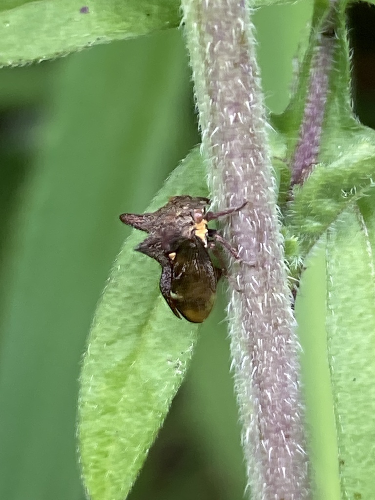 Tri-horned treehopper from South Island/Te Waipounamu, Lincoln ...