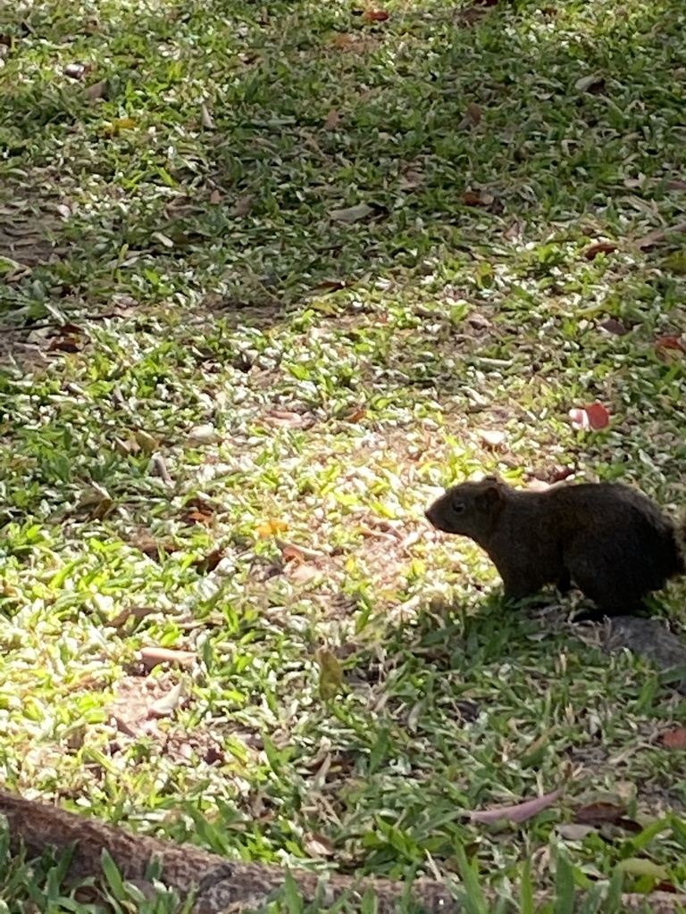 Taiwan Squirrel from 台中公園, 北區, TXG, TW on November 30, 2023 at 09:36 AM ...