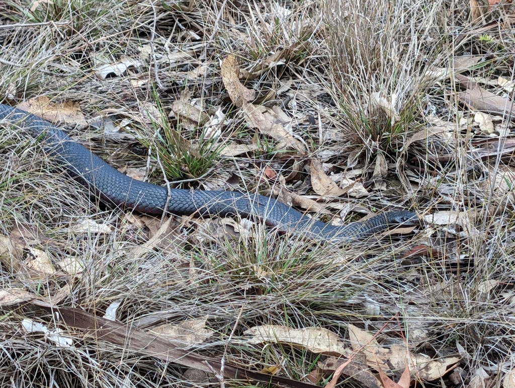 Red-bellied Black Snake from Camden Valley Way After St Andrews Blvd ...