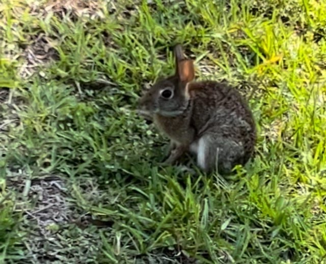 Eastern Cottontail from Don Cesar, St Pete Beach, FL 33706, USA on ...