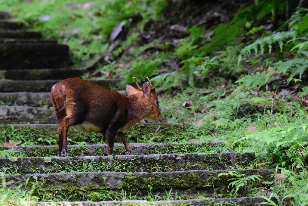 Taiwan Muntjac from 272台灣宜蘭縣南澳鄉 on December 9, 2019 at 09:56 AM by ...