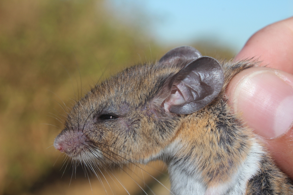 White-footed Mouse in April 2018 by Horacio V. Barcenas · iNaturalist