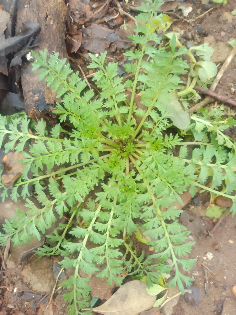 Lesser swine-cress from Giraffe Centre (Afew) K Ltd on November 26 ...