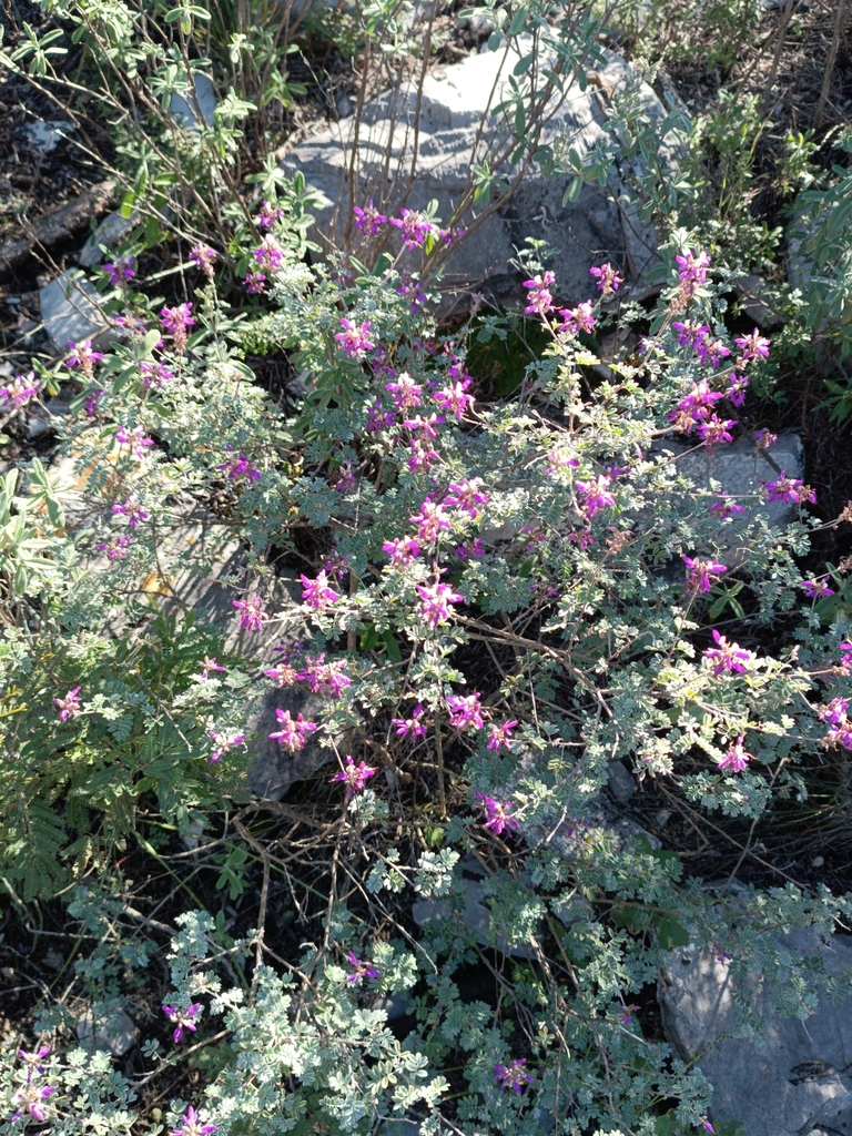 Silver Prairie Clover from 67854 Galeana, N.L., México on November 17 ...