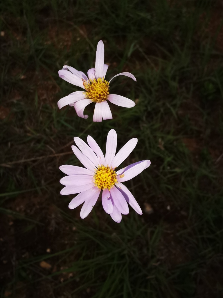 Afroaster serrulatus from Mhlambanyatsi, Manzini, Eswatini on November ...