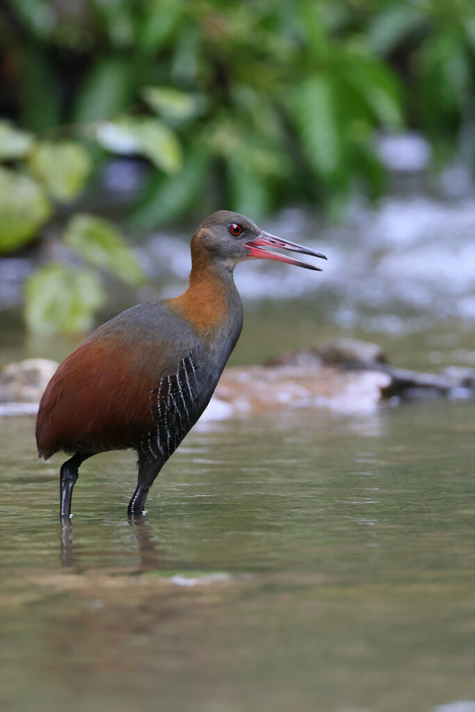 Snoring Rail in November 2023 by Carlos N. G. Bocos · iNaturalist
