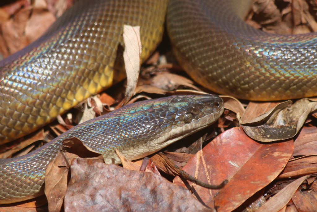 Water Python from Forest Creek, QLD, AU on November 24, 2023 at 10:58 ...