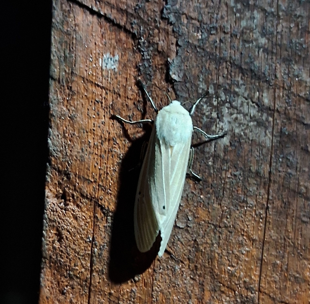 Clouded Tiger Moth from 790103, Pakke , Arunachel pradese, India on ...