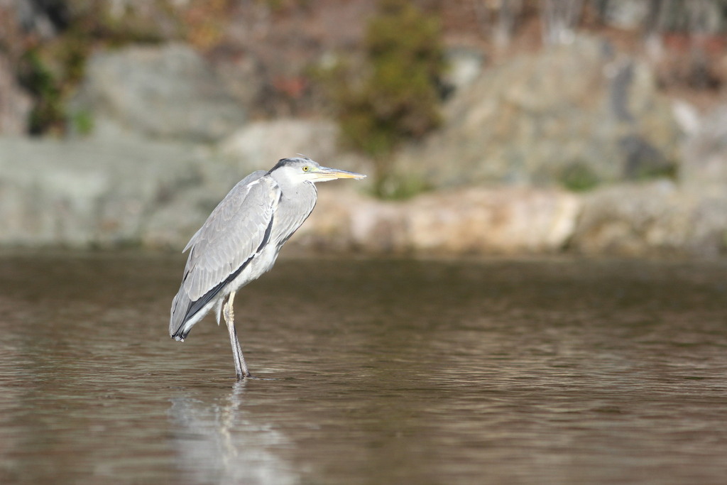 Eastern Grey Heron from Aomatani, Minoh, Osaka 562-0021, Japan on ...