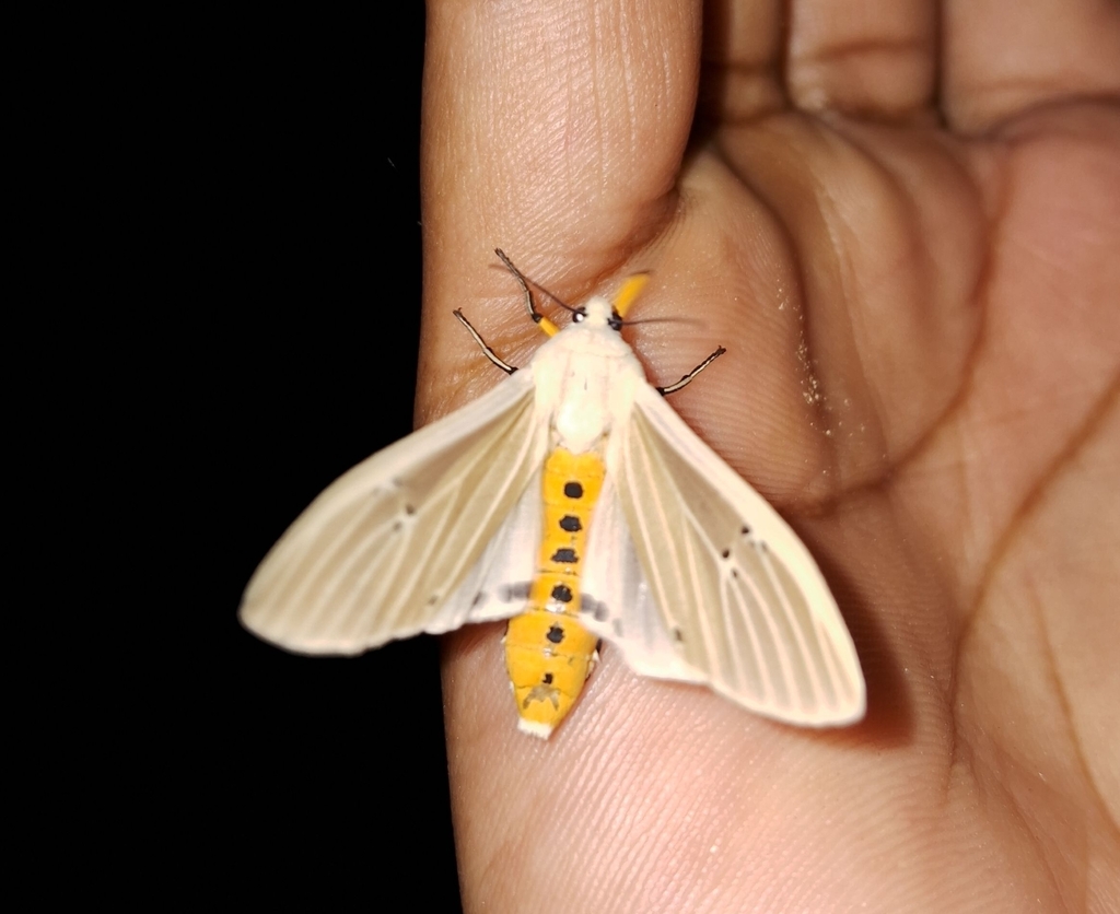 Clouded Tiger Moth from Pakke, Arunachal Pradesh, India on November 11 ...