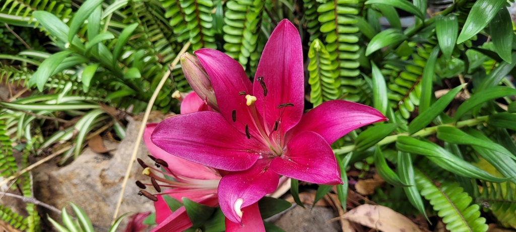 true lilies from Mount Mee QLD 4521, Australia on November 18, 2023 at ...