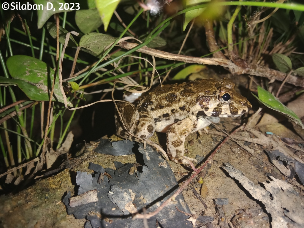 Paddy Field Frog from Jambi on July 6, 2023 at 08:42 PM by Delila ...