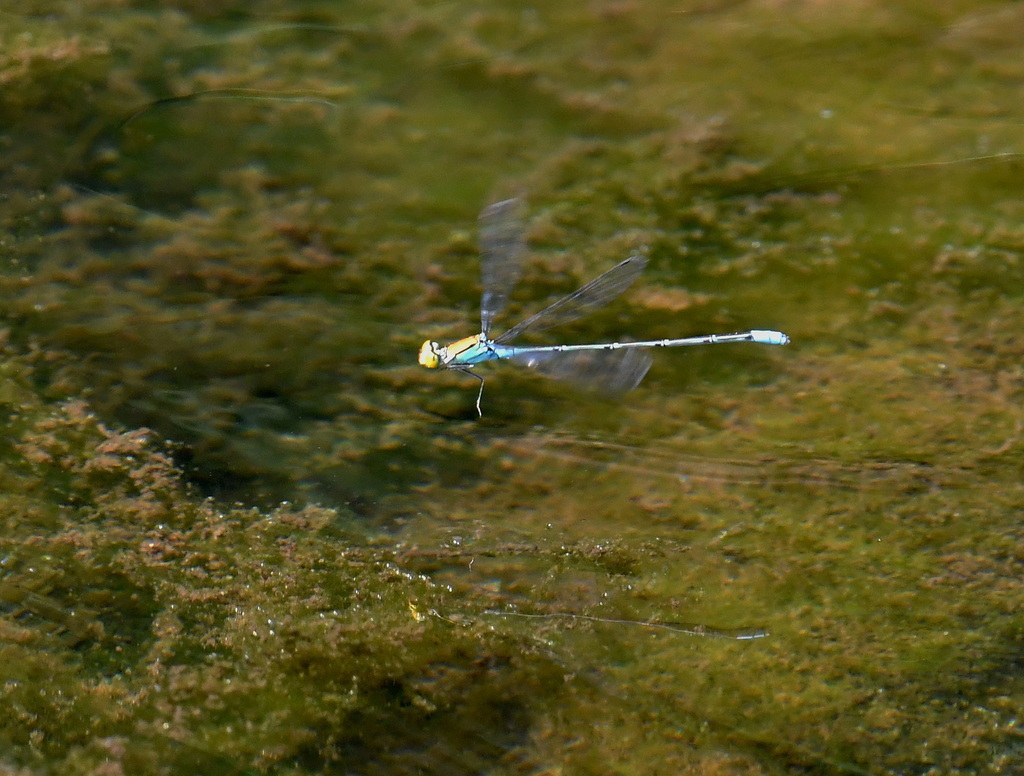 Gold-fronted Riverdamsel from Netherdale QLD 4756, Australia on ...