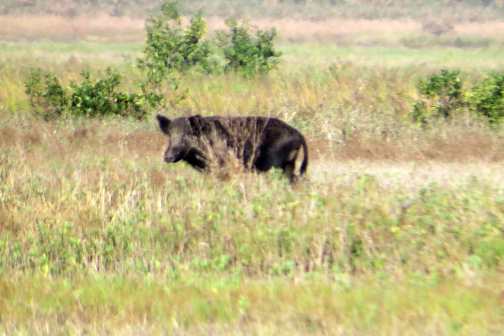 Wild Boar from Aransas County, TX, USA on November 14, 2017 at 09:16 AM ...