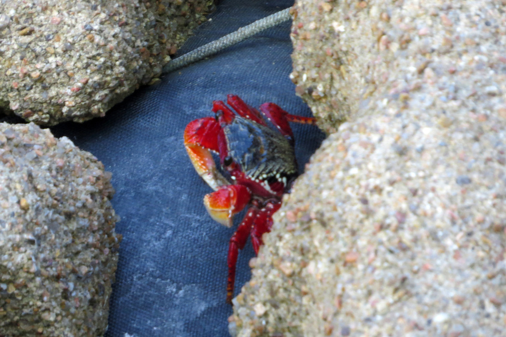 Mangrove Root Crab from Aransas County, TX, USA on November 14, 2017 at ...