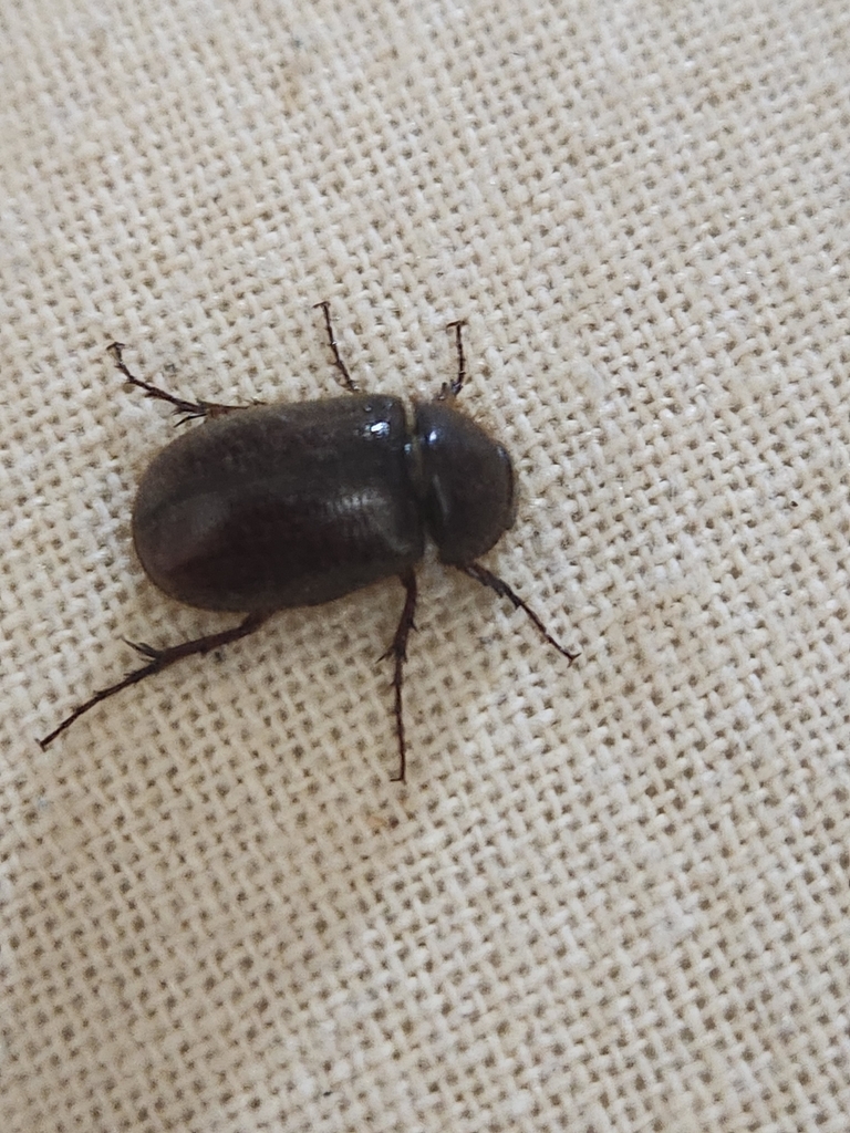 Scarabs from Pine Mountain Rd at Glossop Street, North Ipswich QLD 4305 ...