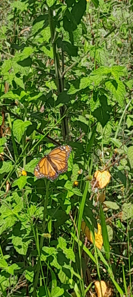 Southern Monarch from Gaspar, BR-SC, BR on November 24, 2023 at 10:29 ...