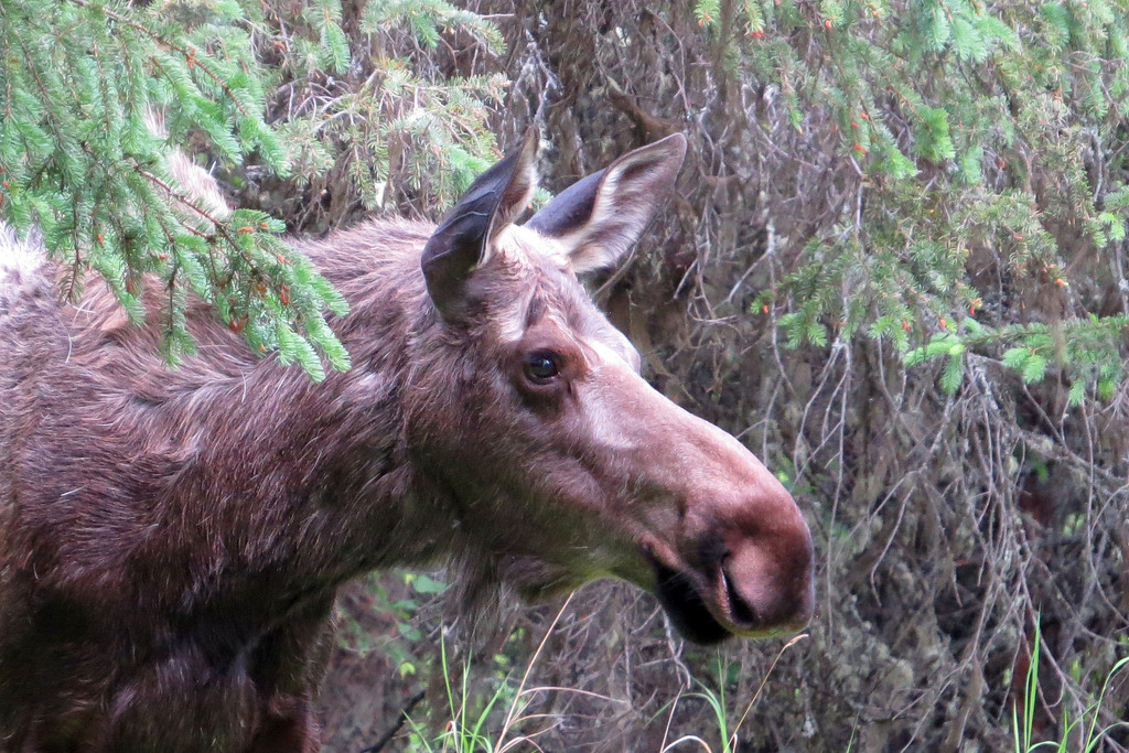 Moose from Anchorage, AK, USA on June 10, 2016 at 06:35 PM by jlculler ...
