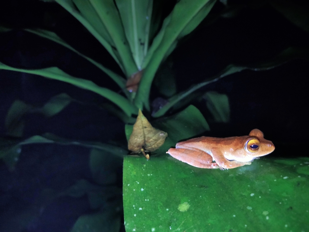 Java Flying Frog in November 2023 by Muhammad Azib Abidin · iNaturalist