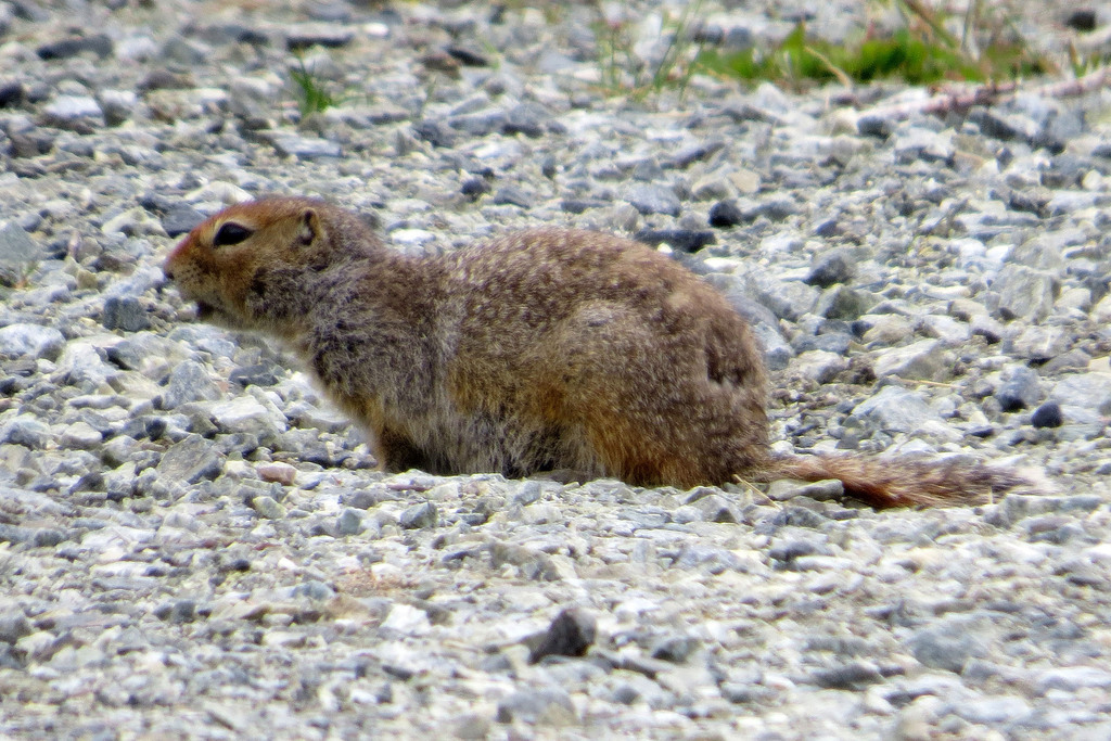 Arctic Ground Squirrel from Basher, Anchorage, AK, USA on June 11, 2016 ...