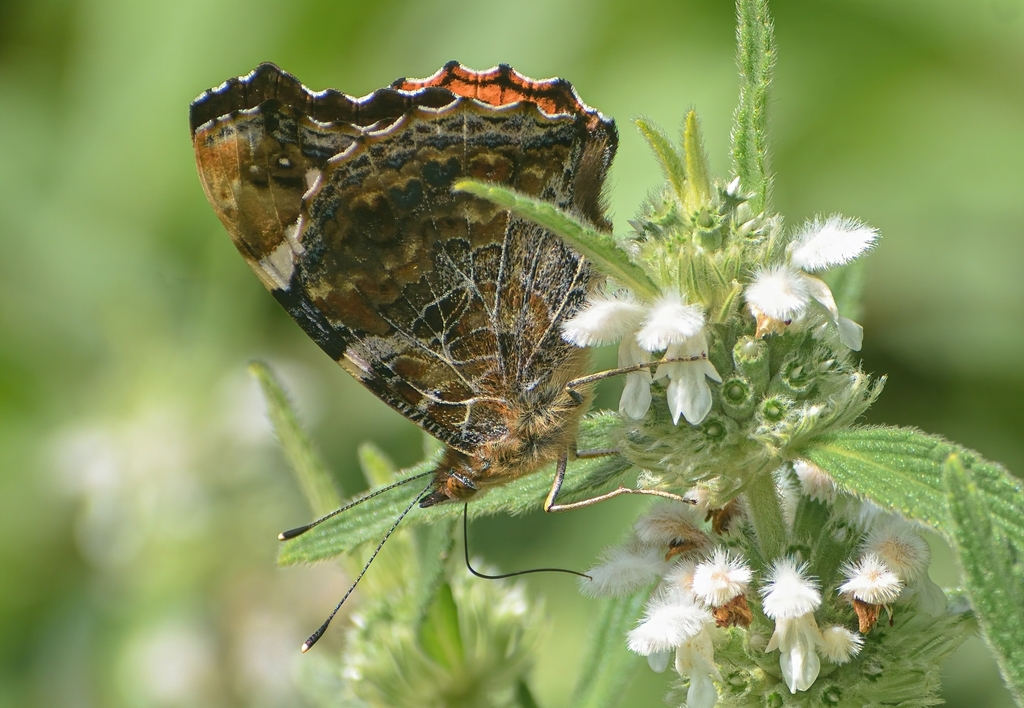 Indian Red Admiral from Ballarayanadurga Fort, Durgadahalli, Karnataka ...