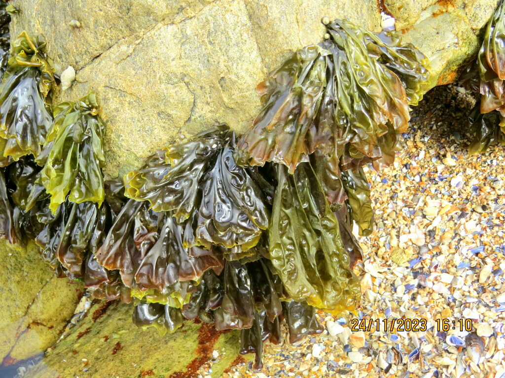 brown algae from Onrus River, Overstrand, South Africa on November 24 ...