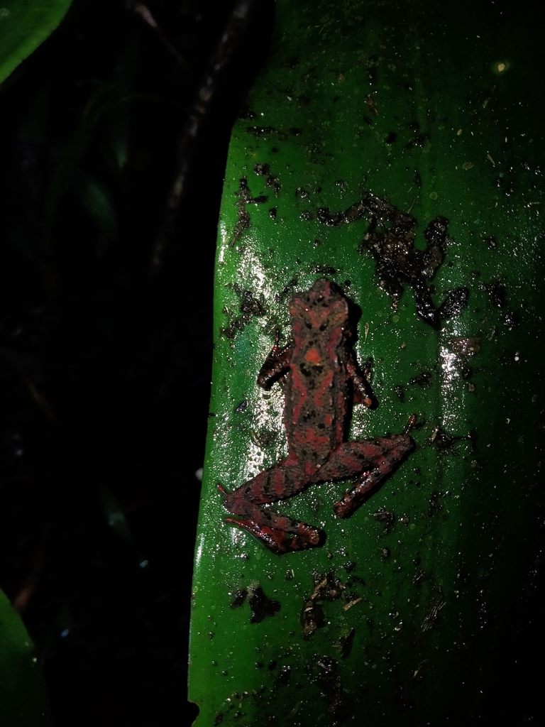 Bleeding Toad in November 2023 by Muhammad Azib Abidin · iNaturalist