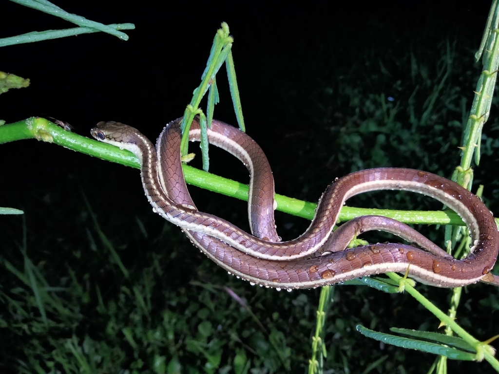 Burmese Bronzeback in November 2023 by Muhammad Azib Abidin · iNaturalist